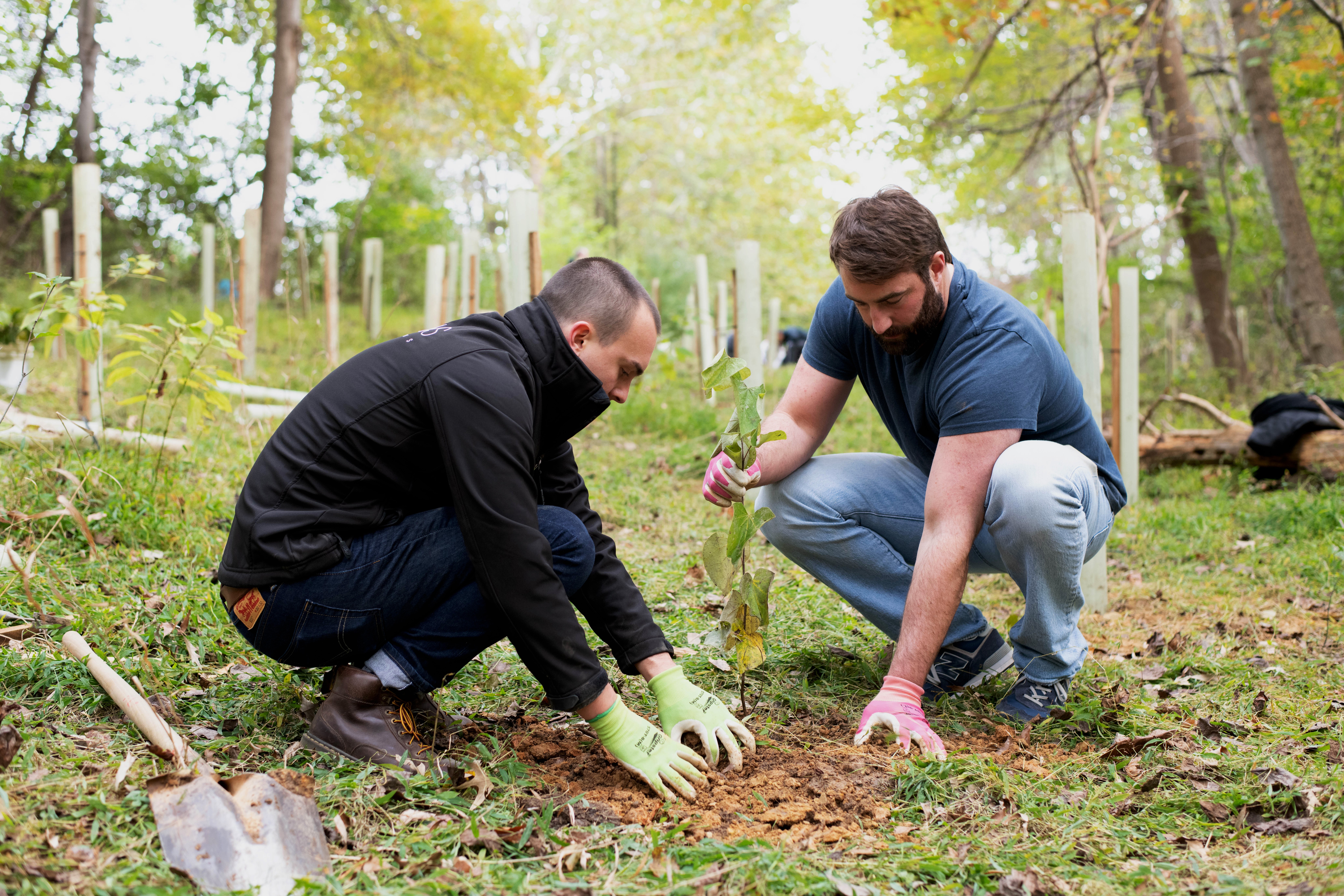 One Window One Tree Initiative by INTUS Windows | Supporting ...