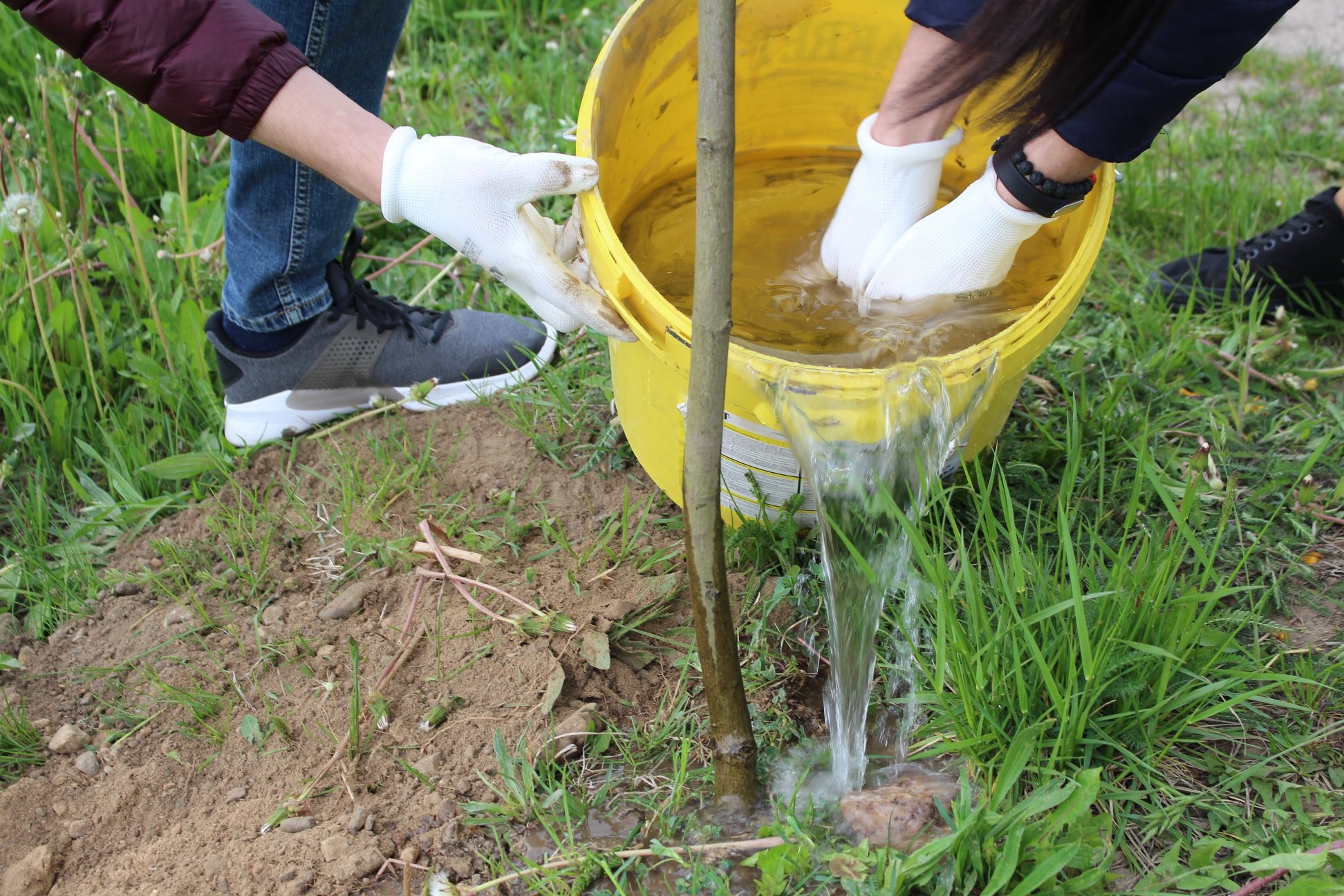 One Window One Tree Initiative by INTUS Windows | Supporting ...